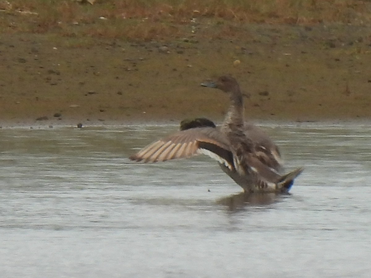 eBird Checklist - 11 Jul 2021 - Trail Lookout, 2000 Trumpeter Drive ...