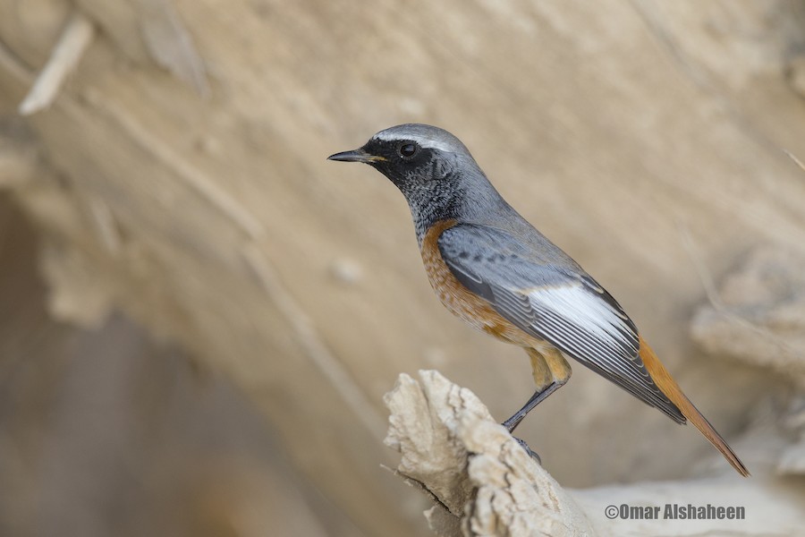 Common Redstart (Ehrenberg's) - eBird
