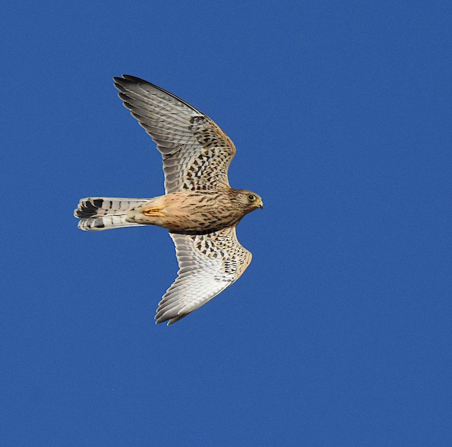 Lesser/Eurasian Kestrel - eBird