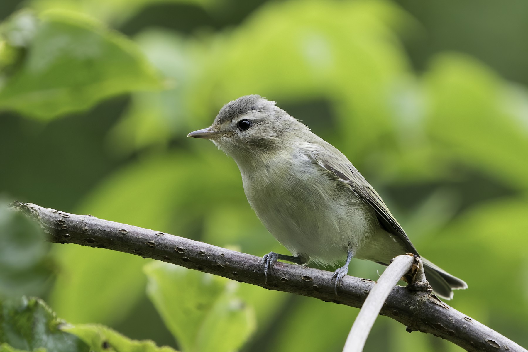 Warbling Vireo (Western) - eBird