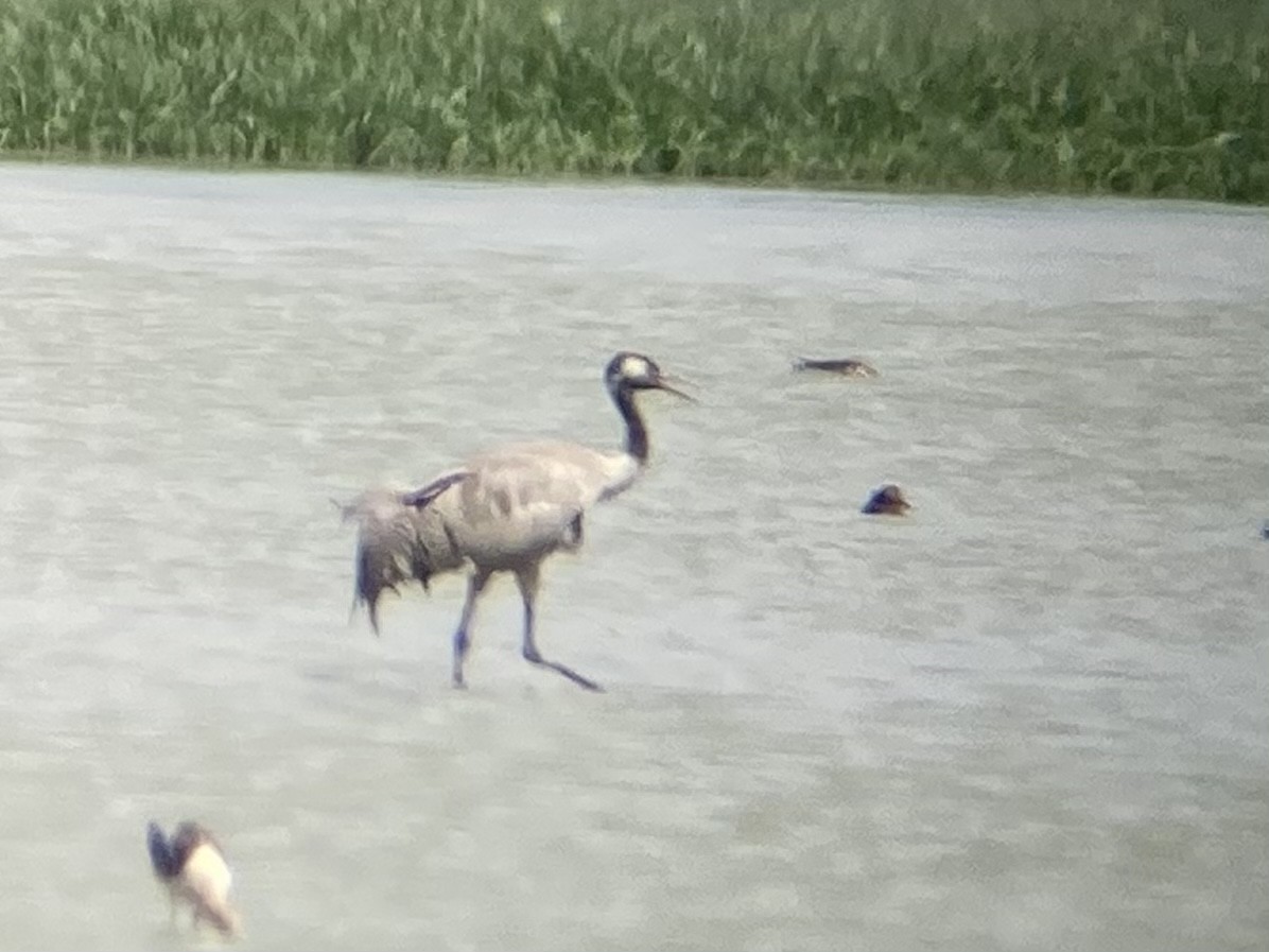 eBird Checklist - 12 Jul 2021 - Carson Lake - 34 species