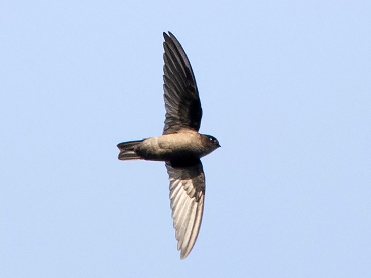 Philippine Swiftlet - eBird