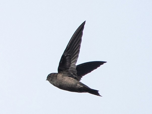 Philippine Swiftlet - eBird