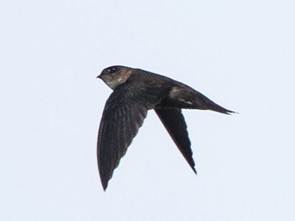 Philippine Swiftlet - eBird