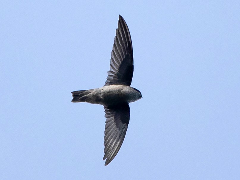 Philippine Swiftlet - eBird