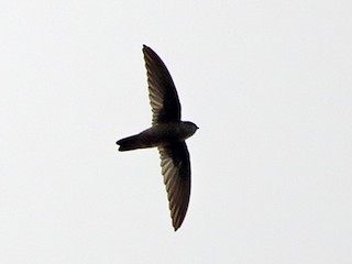 Whitehead's Swiftlet - Aerodramus whiteheadi - Birds of the World