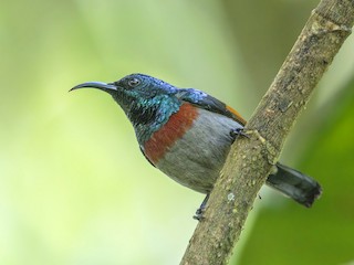 Rufous-winged Sunbird - Cinnyris rufipennis - Birds of the World