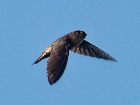 Ameline Swiftlet - eBird