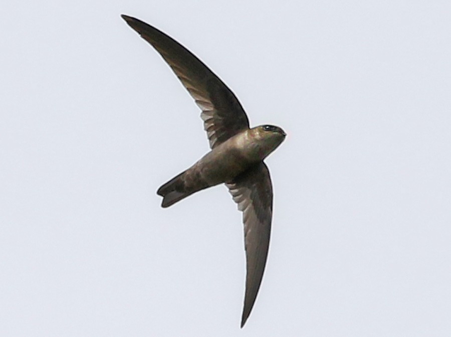 Ameline Swiftlet - eBird