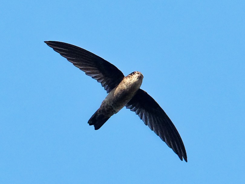 Ameline Swiftlet - eBird