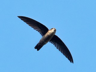 Ameline Swiftlet - eBird