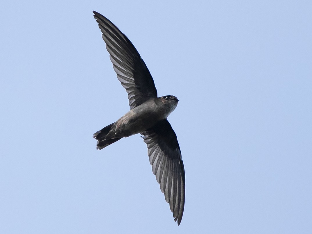 Ameline Swiftlet - eBird