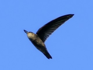 Palau Swiftlet - eBird