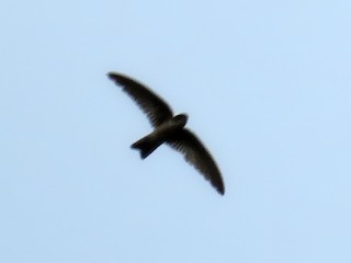 Palau Swiftlet - eBird