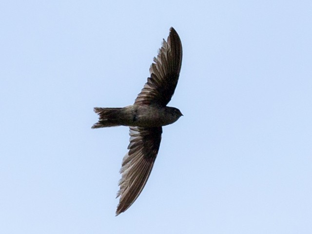 Palau Swiftlet - eBird