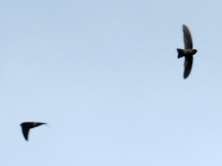 Palau Swiftlet - eBird