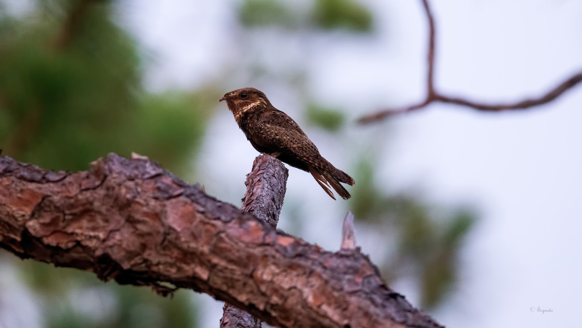 eBird Checklist - 4 Jul 2021 - Everglades NP--Coe Visitor Center (Miami ...