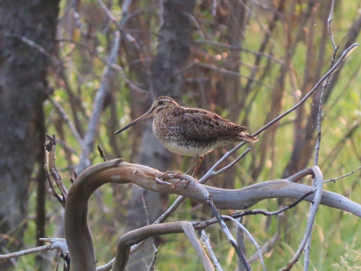 eBird Checklist - 14 Jul 2021 - Banff National Park--Cave & Basin Marsh ...