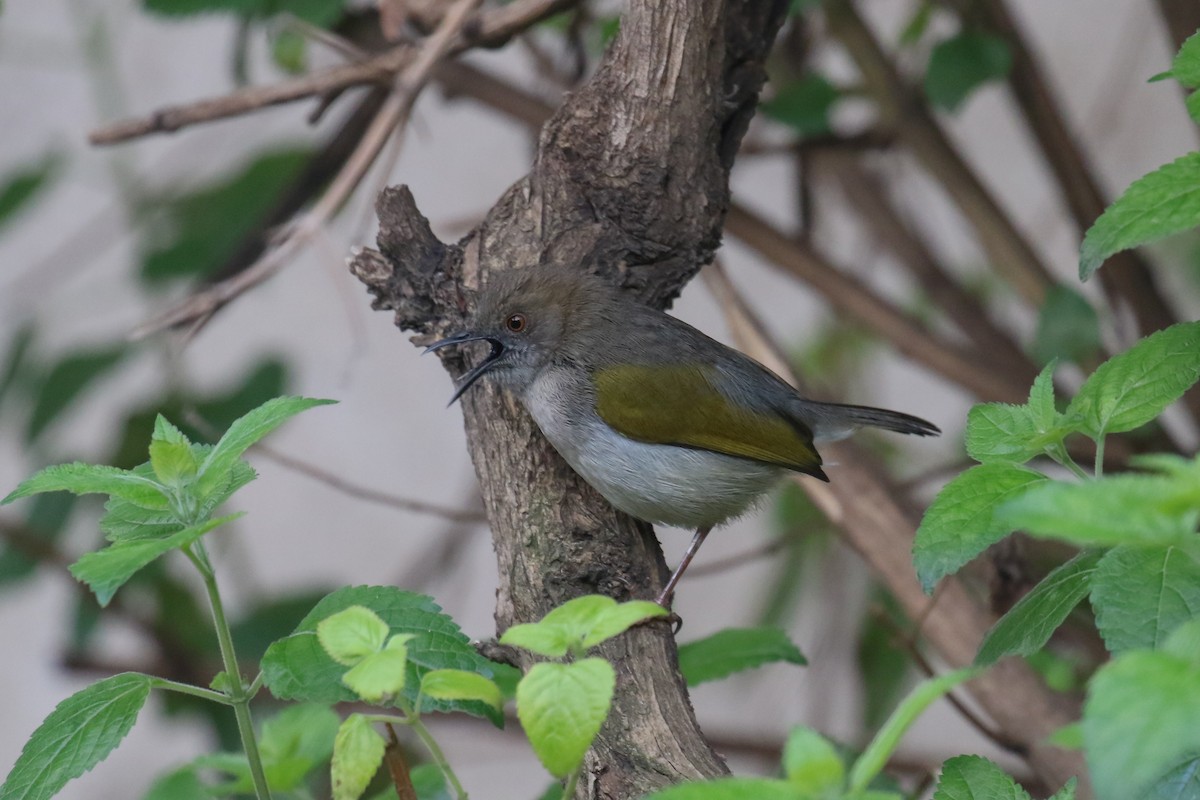 eBird Checklist - 13 May 2021 - Shashemene Vicinity - 5 species