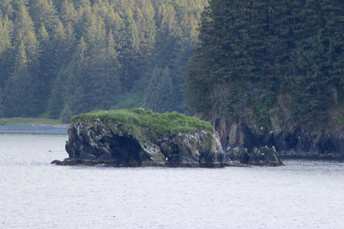 eBird Checklist - 2 Jul 2021 - Spruce Island, Ouzinkie US-AK 57.92044 ...