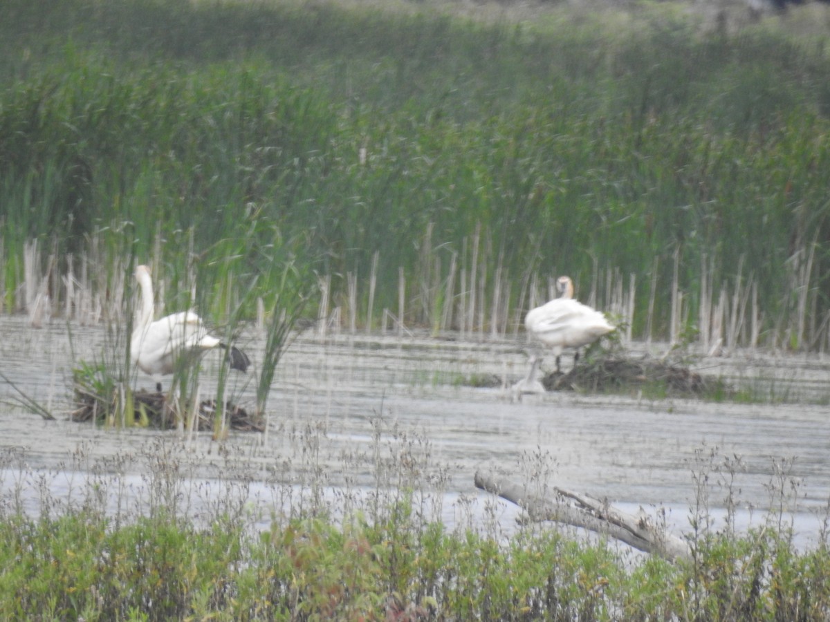 eBird Checklist - 16 Jul 2021 - Howard Marsh Metropark - 35 species