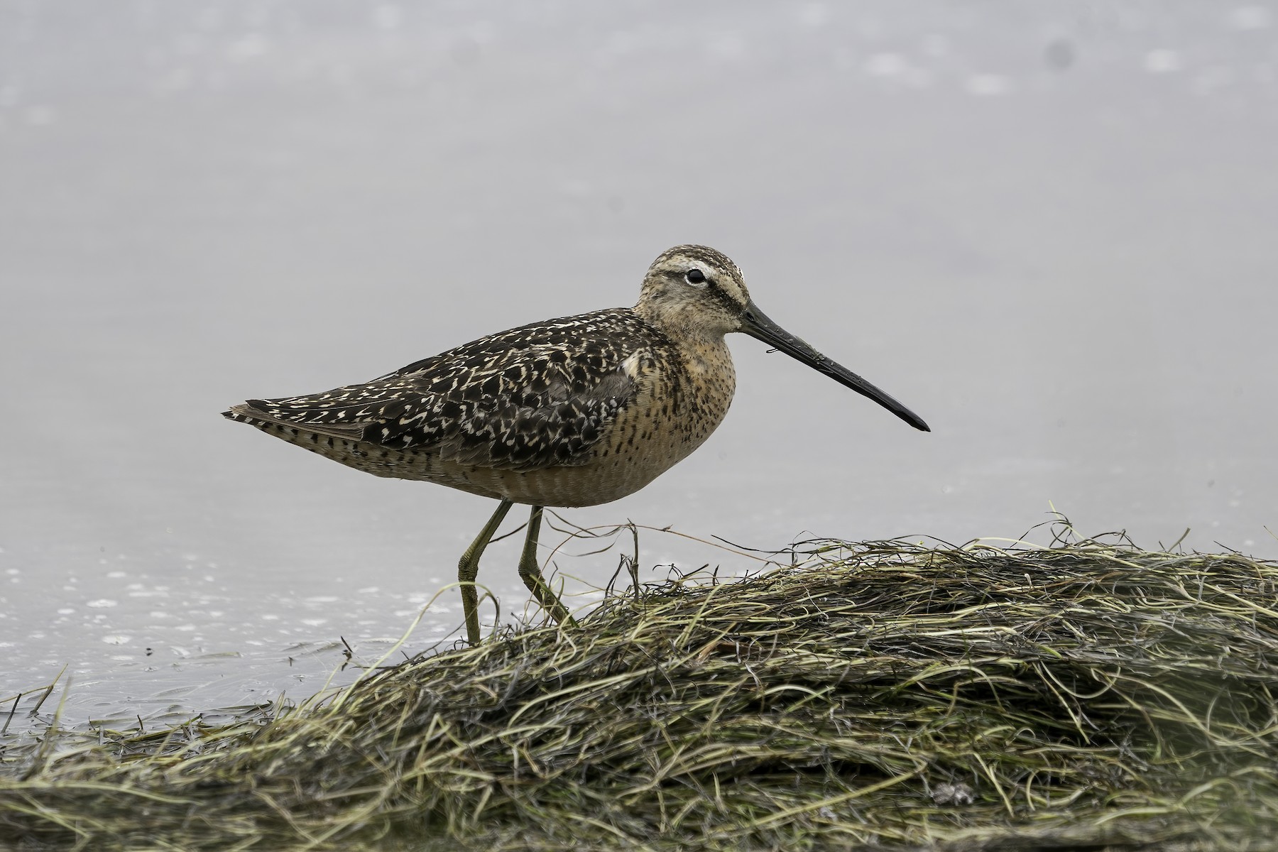 Short-billed/Long-billed Dowitcher - eBird