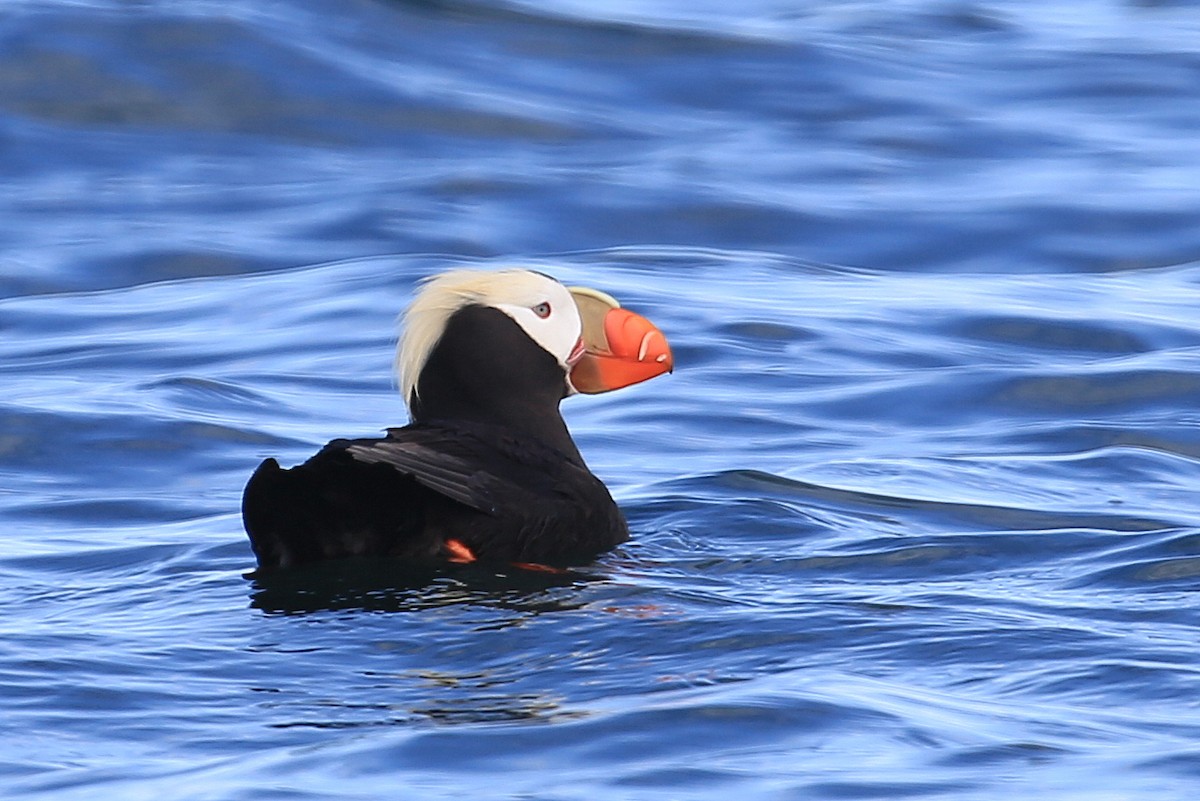 eBird Checklist - 18 May 2012 - Kachemak Bay--Gull Island - 10 species ...