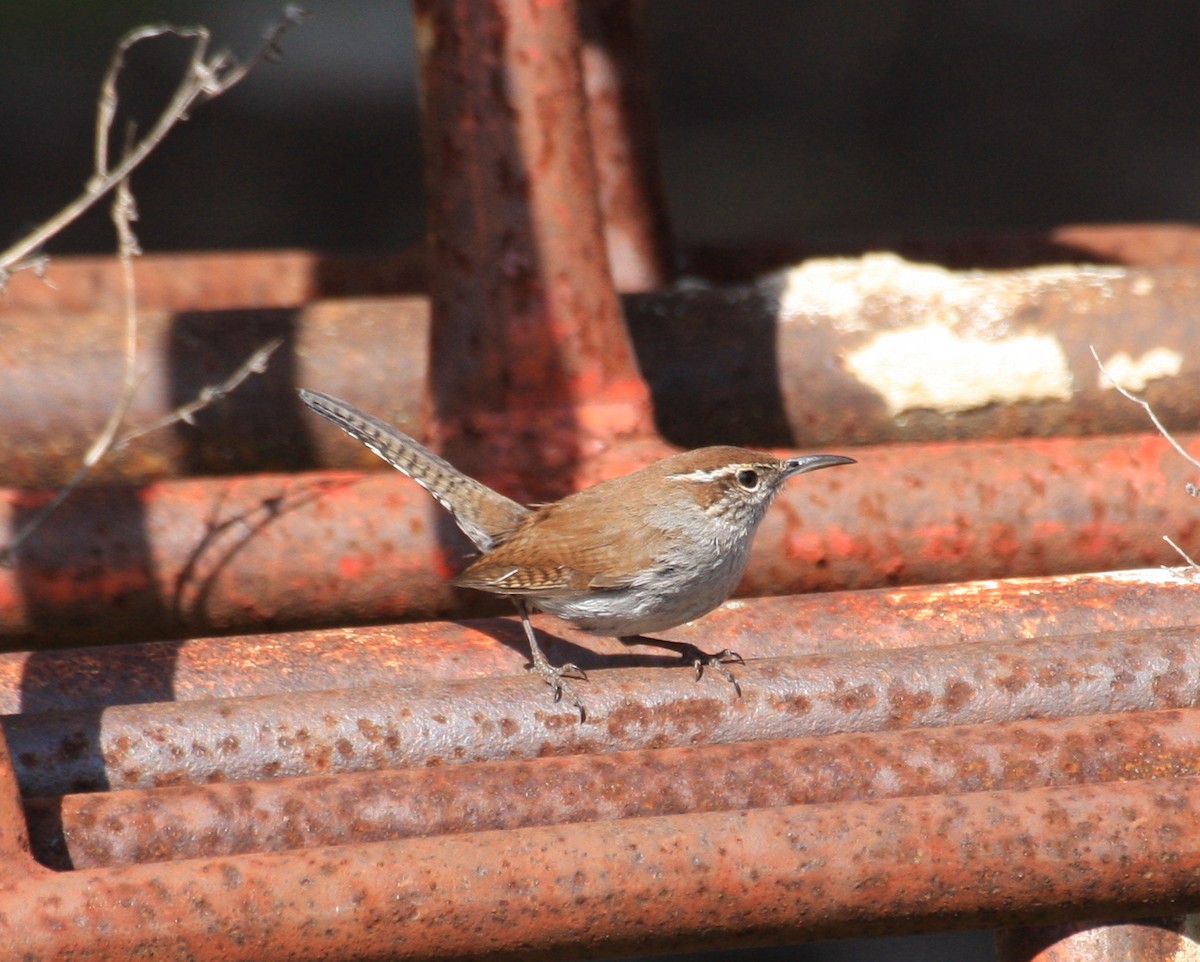 Cucarachero Colinegro (bewickii) - eBird