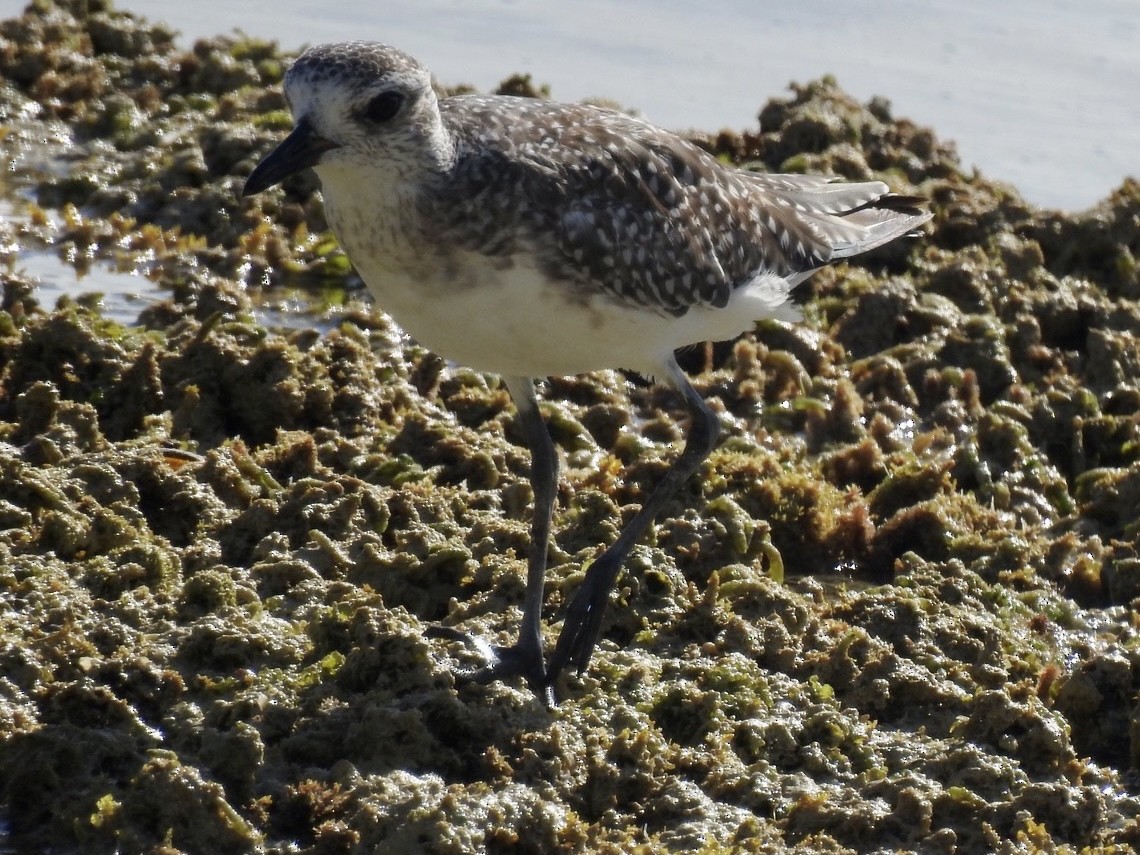 eBird Caribbean Checklist - 17 Jul 2021 - Montage Foreshore Eastern ...