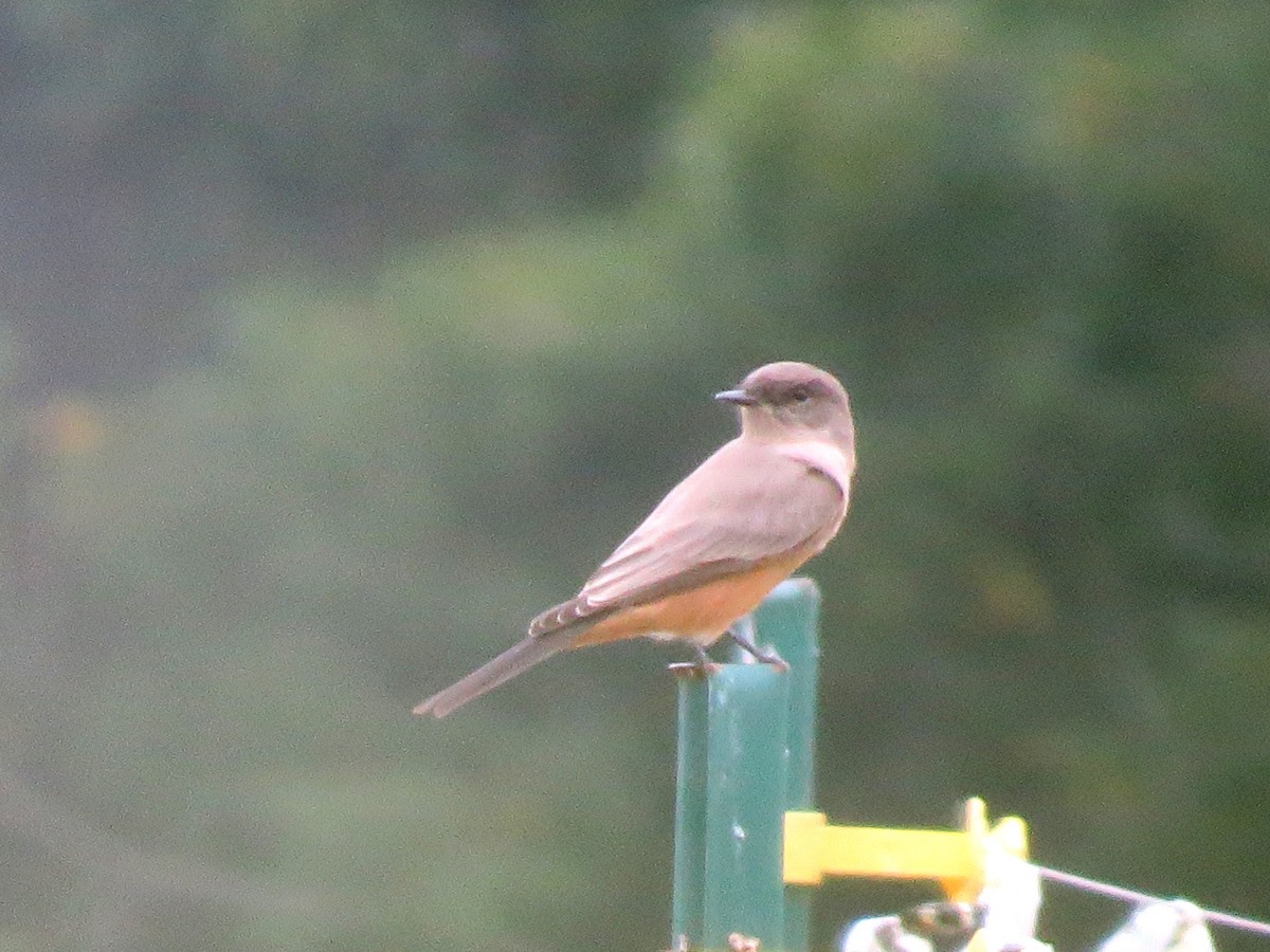 eBird Checklist - 18 Sep 2016 - Trout Brook Valley Conservation Area ...