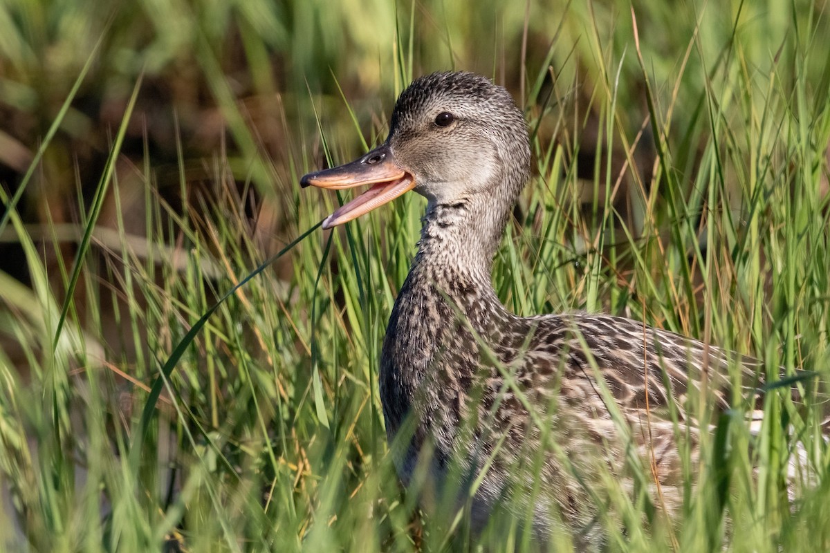 eBird Checklist - 18 Jun 2021 - Parker River NWR - 69 species