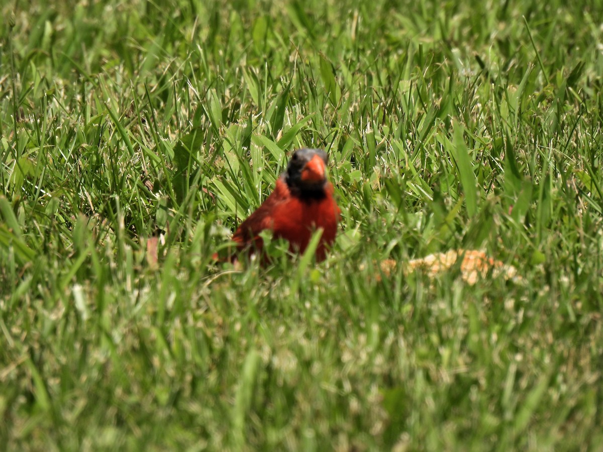 eBird Checklist - 18 Jul 2021 - Pyramid Hill Sculpture Park - 2 species