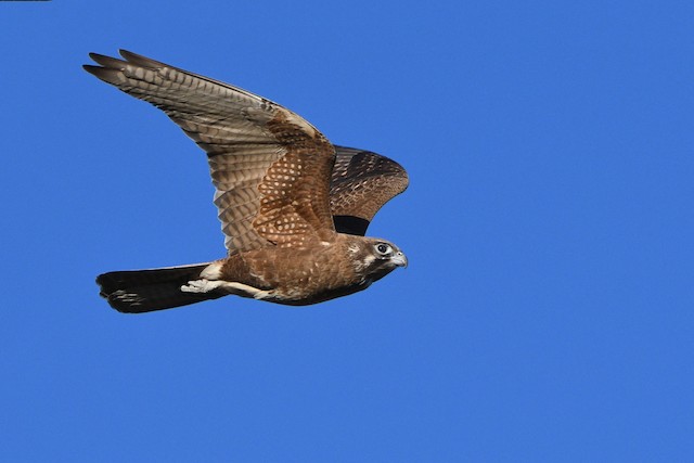 Photos - Black Falcon - Falco subniger - Birds of the World