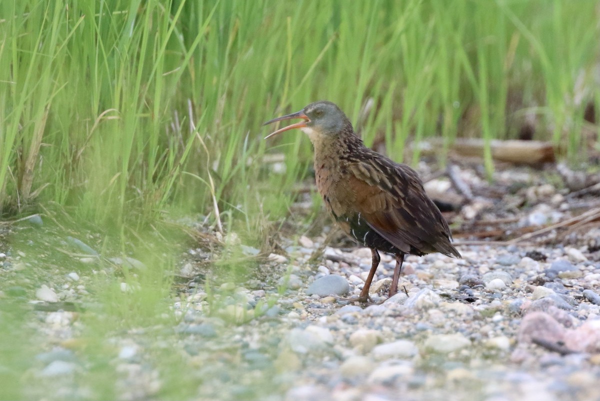 eBird Canada Checklist - 6 Jul 2021 - Atlas square 16UEA36 - Cochrane ...
