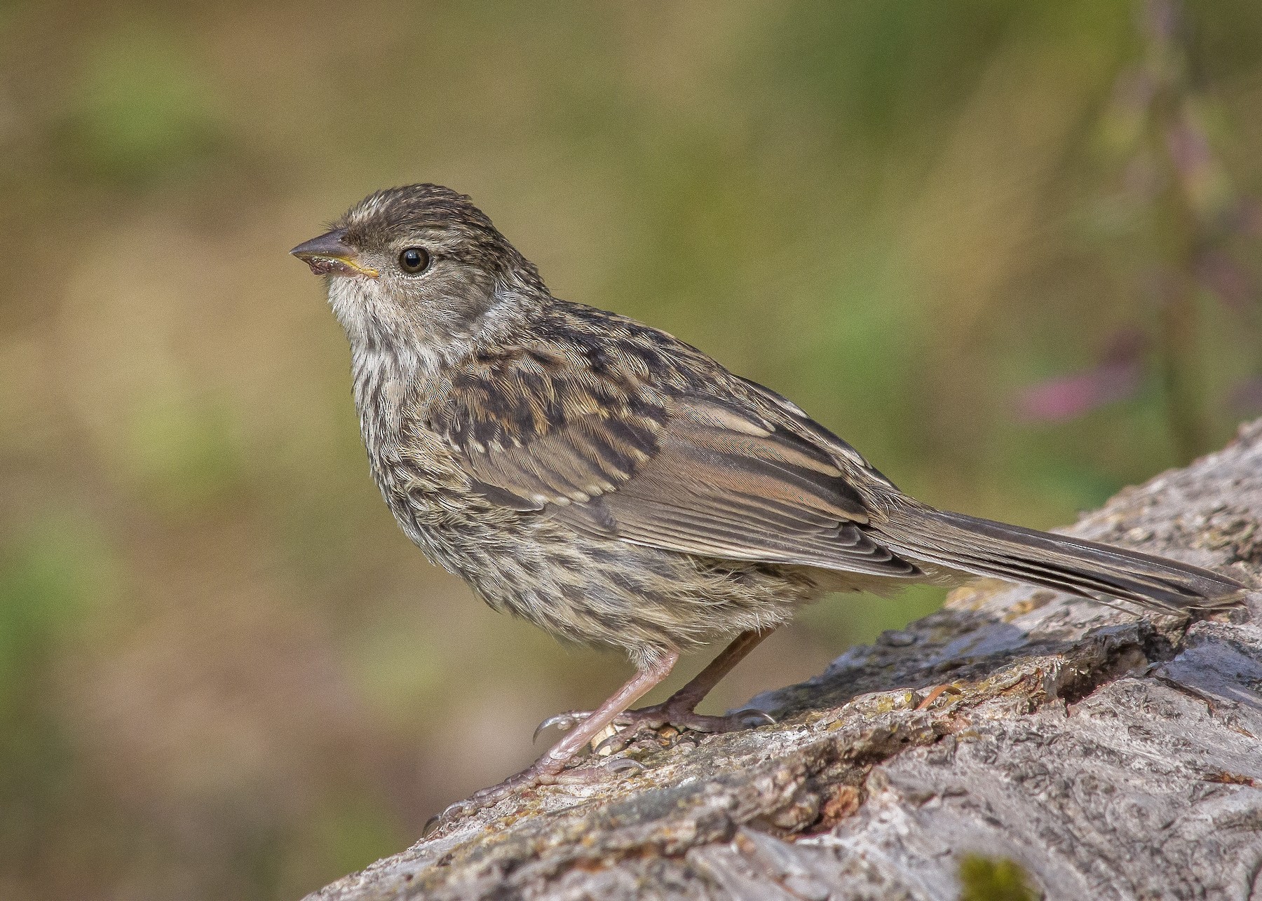 Gorrión Corona Blanca (oriantha) - eBird