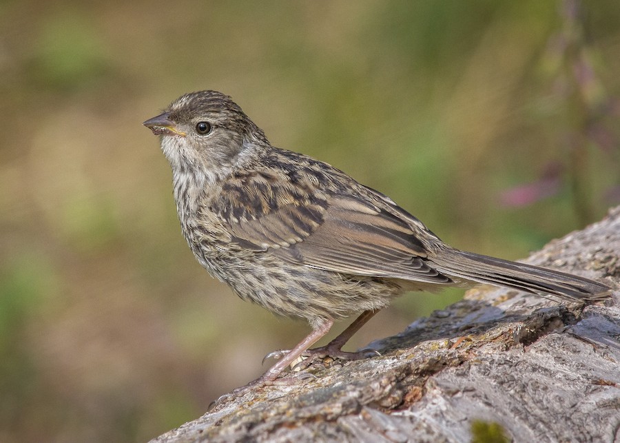 Gorrión Corona Blanca (oriantha) - eBird