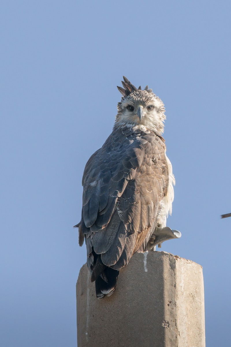 eBird Checklist - 27 May 2017 - Chuña - 1 species