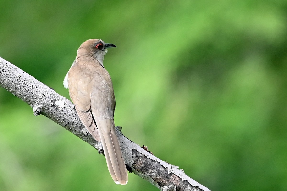 eBird Checklist - 16 Jul 2021 - Lac aux Canards - 9 species