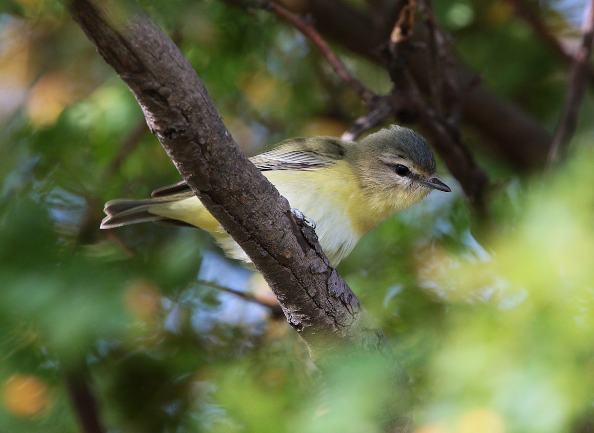 eBird Checklist - 20 Sep 2016 - 39.196x-102.11 - Sep 20, 2016 09:47 ...