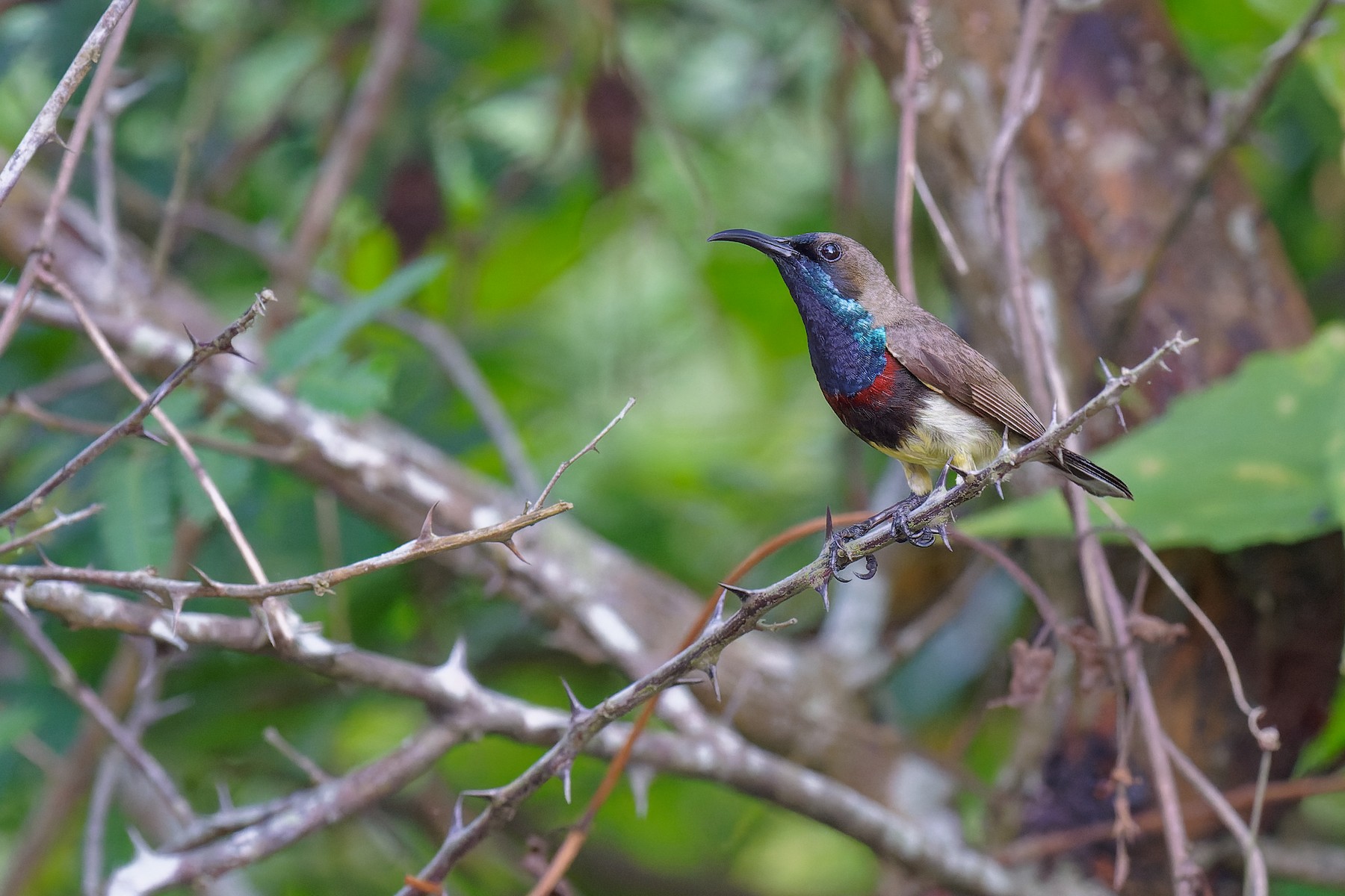 Ornate Sunbird (Cream-bellied) - eBird