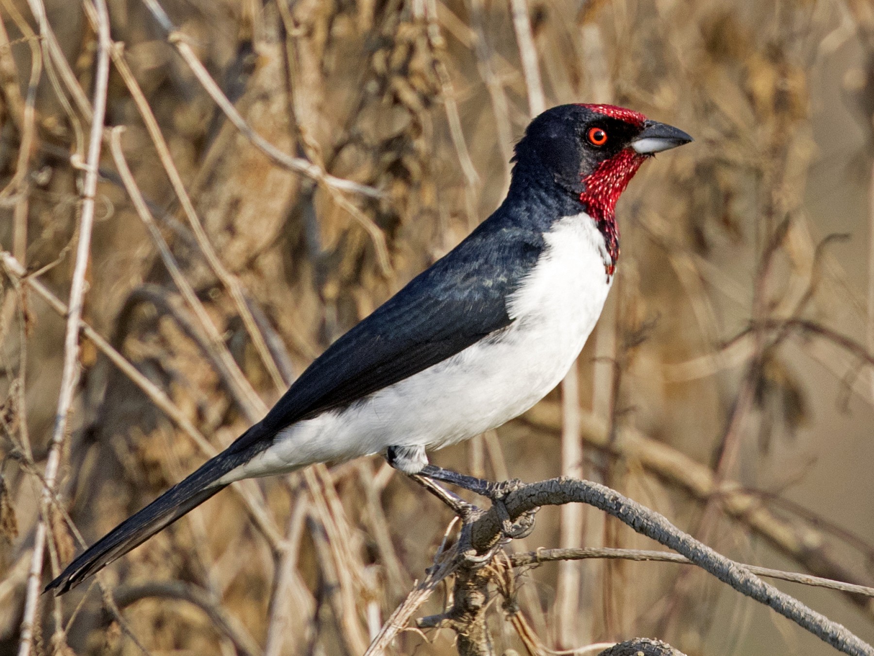 Crimson-fronted Cardinal - eBird