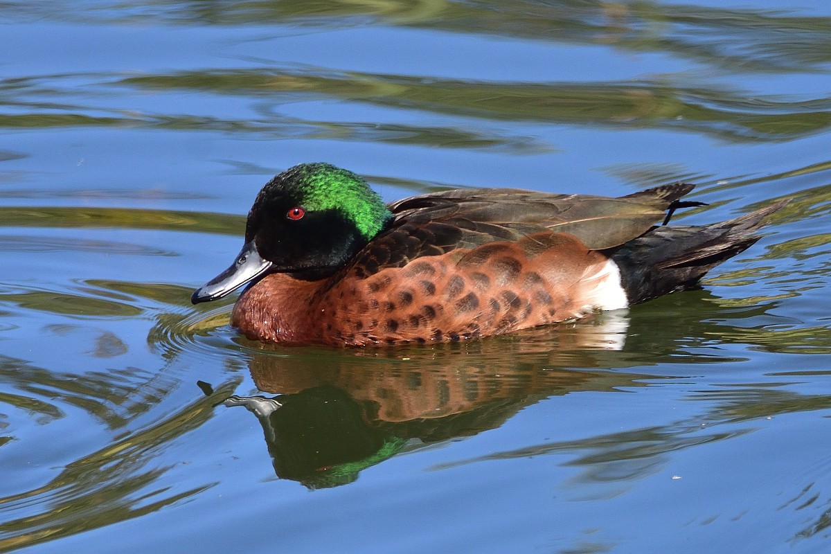 eBird Checklist - 22 Jul 2021 - Spring Farm - 19 species
