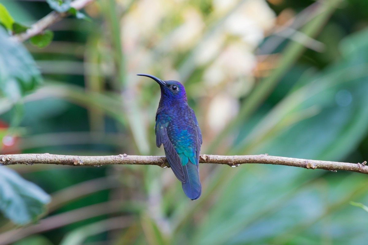 ¡Participa en el Gran Día Mundial de Observación de Aves! - eBird