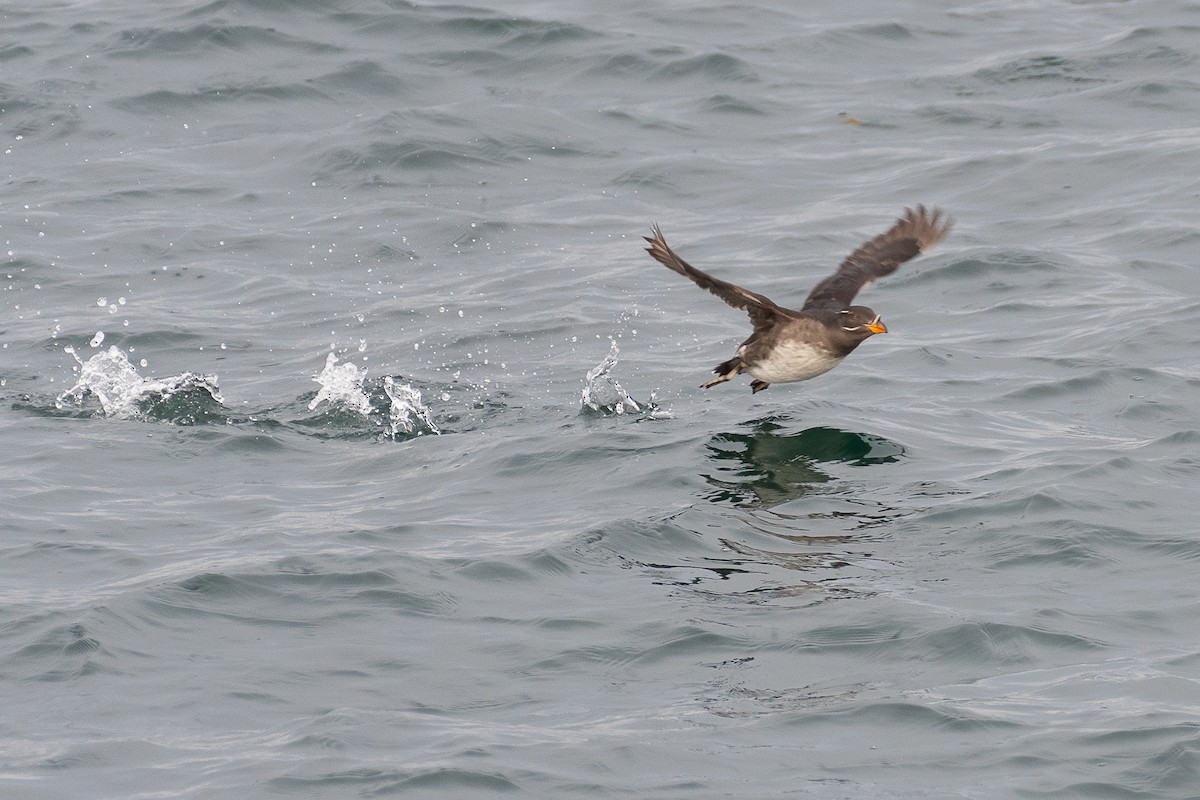 eBird Checklist - 7 Jul 2021 - Sitka True Alaskan Tour - 10 species