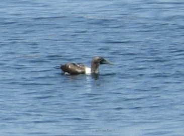 eBird Checklist - 12 Jul 2014 - Rig Near Cell Phone Tower - 1 species