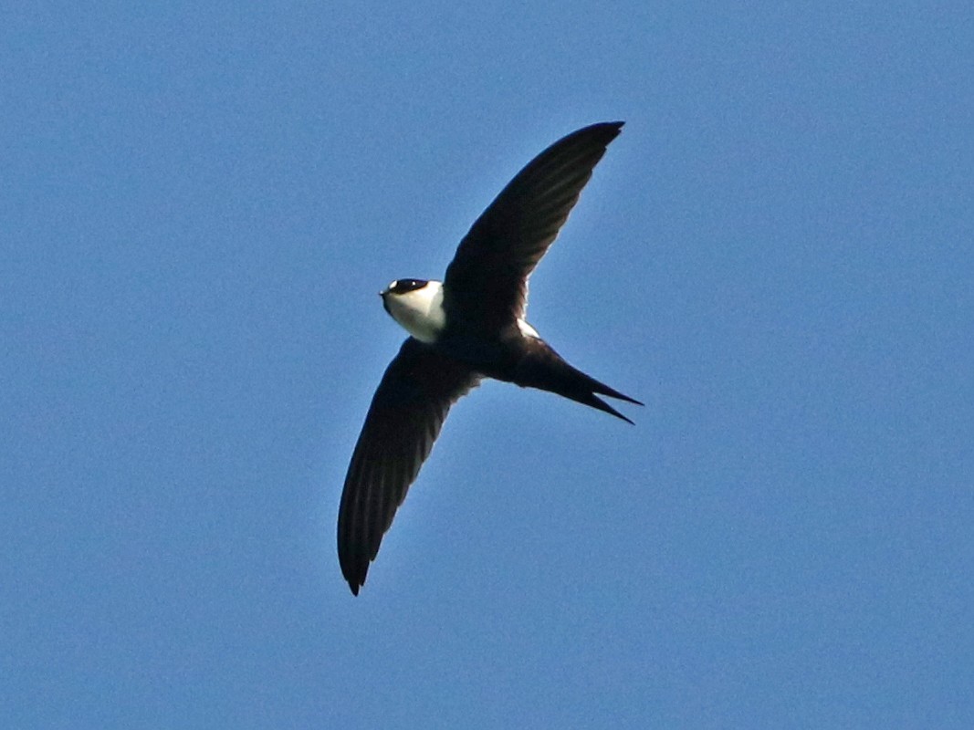 Lesser Swallow-tailed Swift - eBird