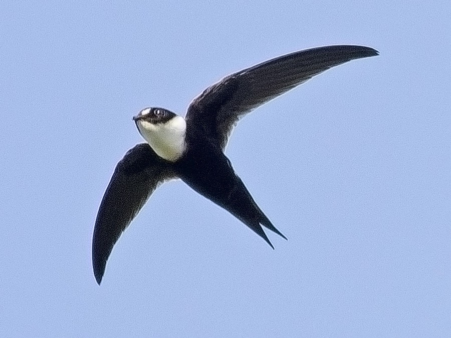 Lesser Swallow-tailed Swift - eBird