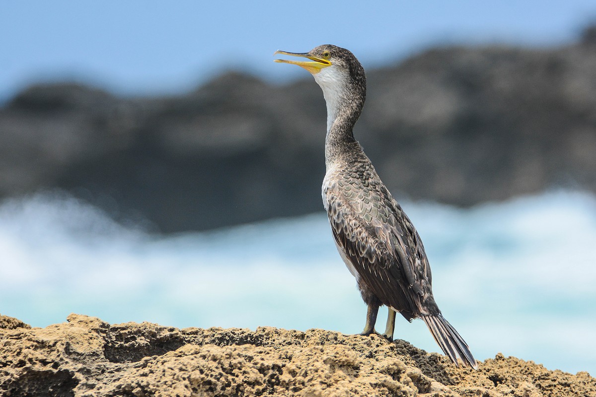 European Shag (Mediterranean) - eBird
