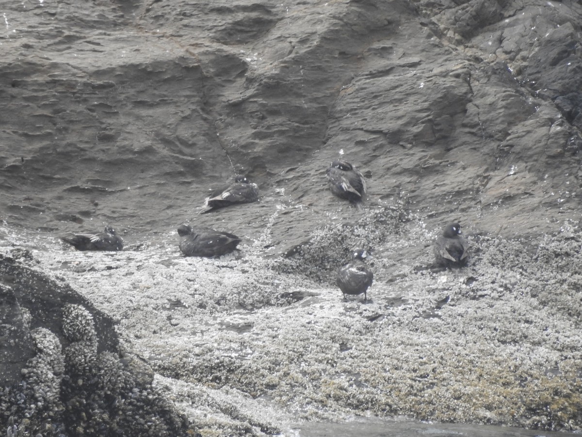 eBird Checklist - 10 Jul 2021 - Haystack Rock - 13 species