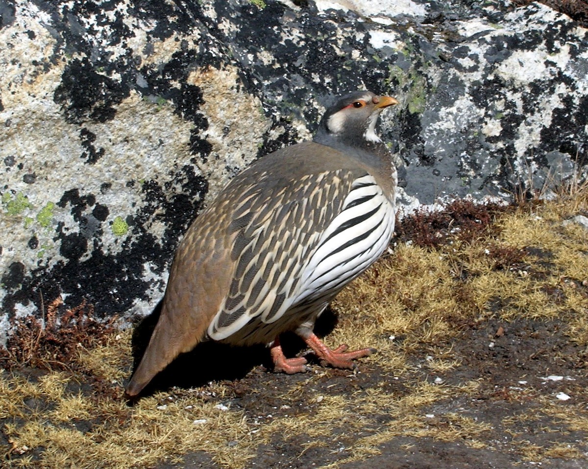 eBird Checklist - 6 Nov 2009 - Sagarmatha National Park - Gokyo - 6 species